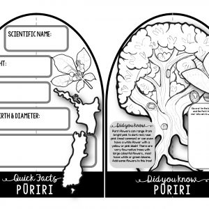 Puriri {New Zealand Trees Make & Do Activity Pack}