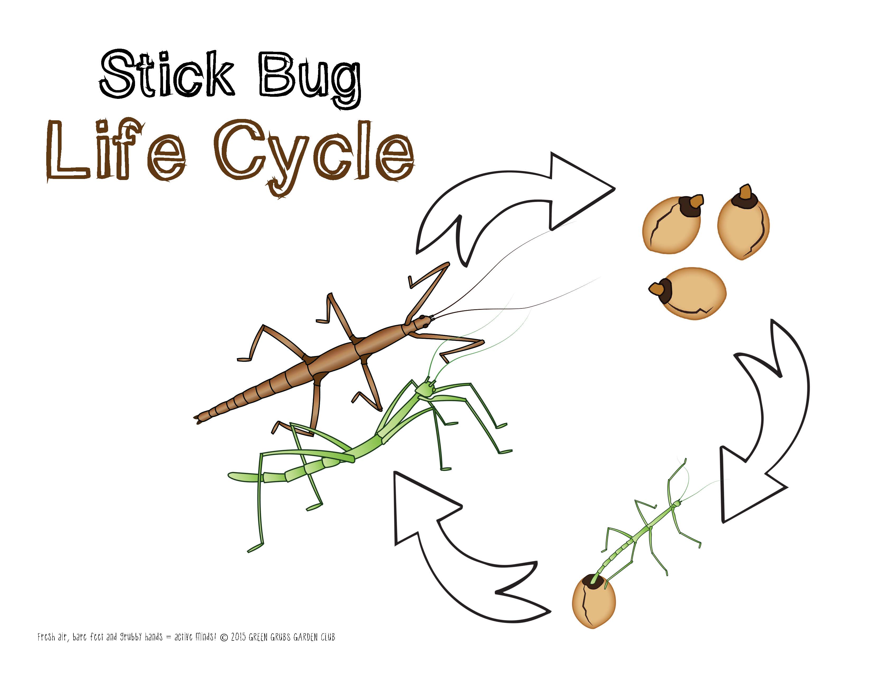 Life Cycle Of A Stick Insect For Kids Infoupdate