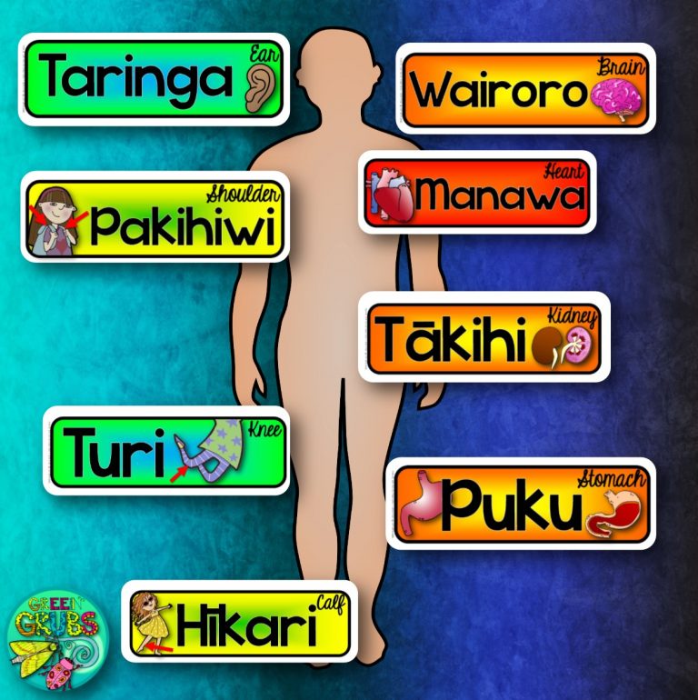 My body {Maori & English labels for internal & external body parts}