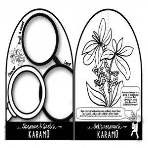 Karamū {New Zealand Trees Make & Do Activity Pack}