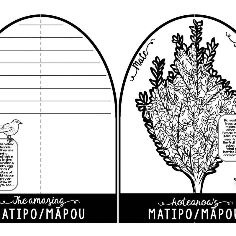 Matipo Māpou {New Zealand Trees Make & Do Activity Pack}