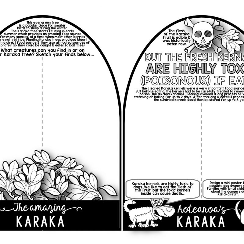 Karaka {New Zealand Trees Make & Do Activity Pack}