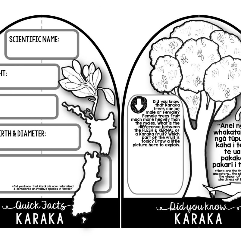 Karaka {New Zealand Trees Make & Do Activity Pack}